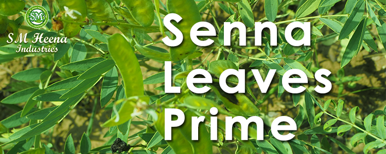 Senna Leaves Prime - Senna Suppliers